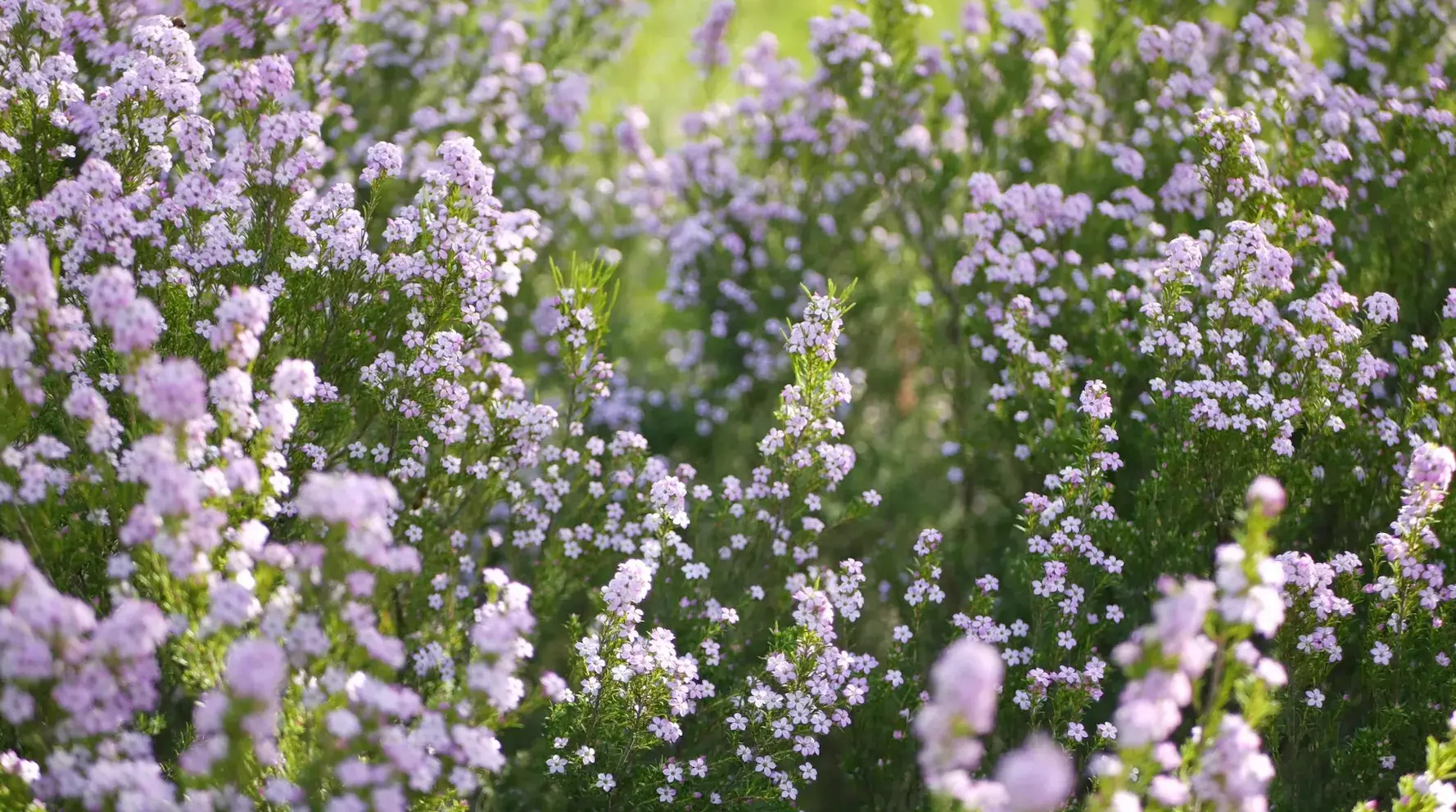 Buchu Leaf Benefits For Your Health: Thrive Naturally ⋆ Well Of Life™